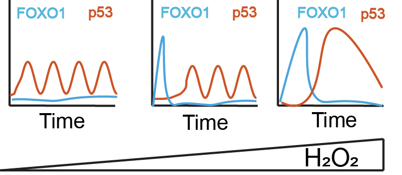Temporal coordination of the transcription factor response to H2O2 ...