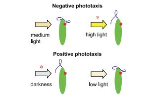 Biophysical Modeling of Light-Dependent Movement in Euglena Gracilis ...